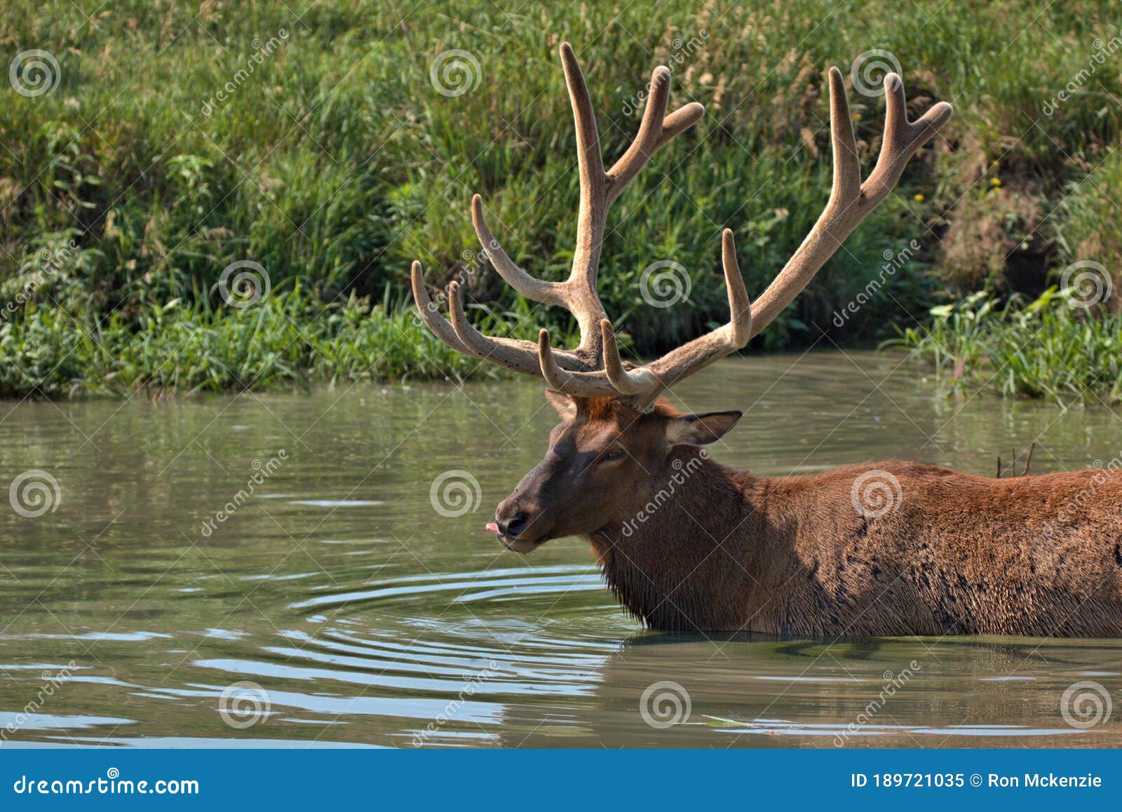 Bull Elk Escaping the Summer Heat Stock Image - Image of grass, habitat ...