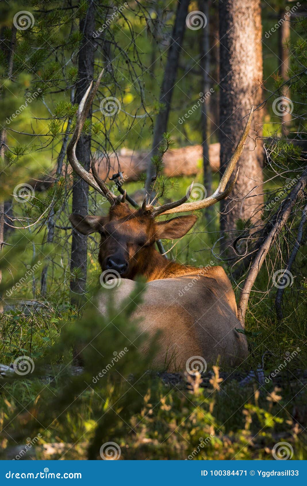 Bull elk facing stock image. Image of rocky, faun, trophy - 100384471