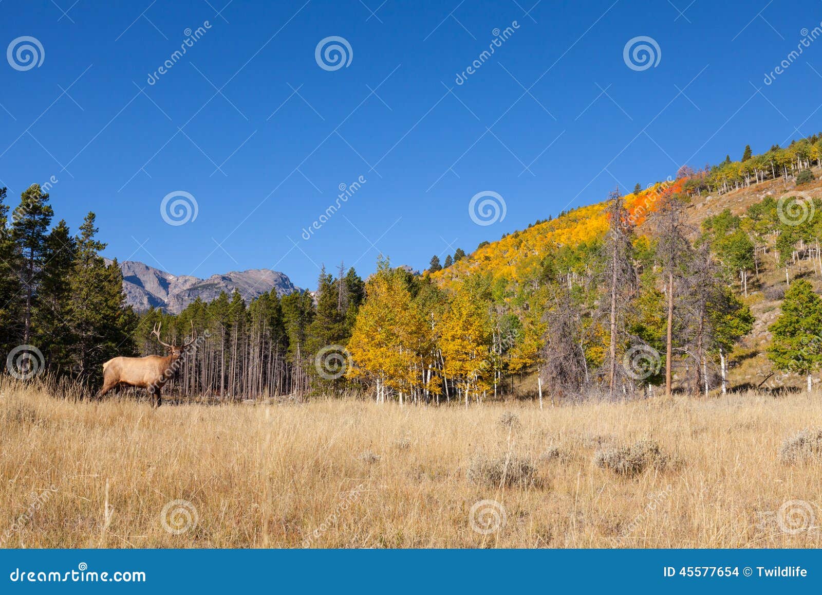Bull Elk in Fall Landscape stock photo. Image of deer - 45577654