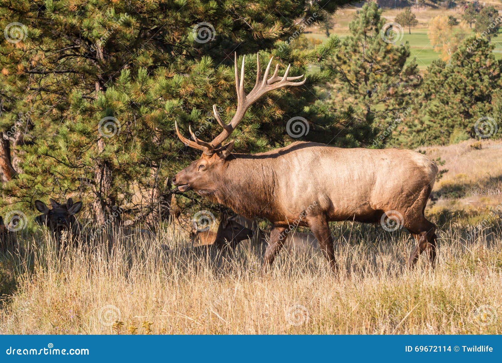 Bull Elk in the Fall rut stock photo. Image of wildlife - 69672114