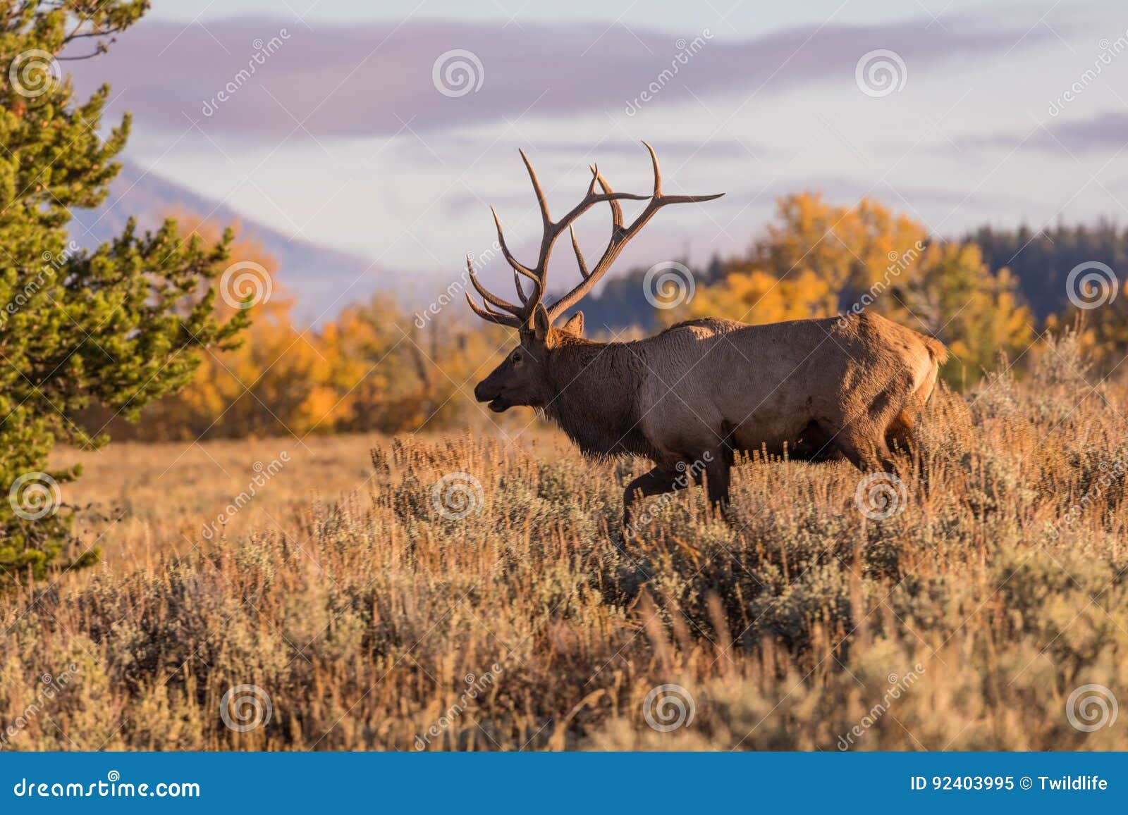 Bull Elk in Fall stock image. Image of wildlife, mammal - 92403995