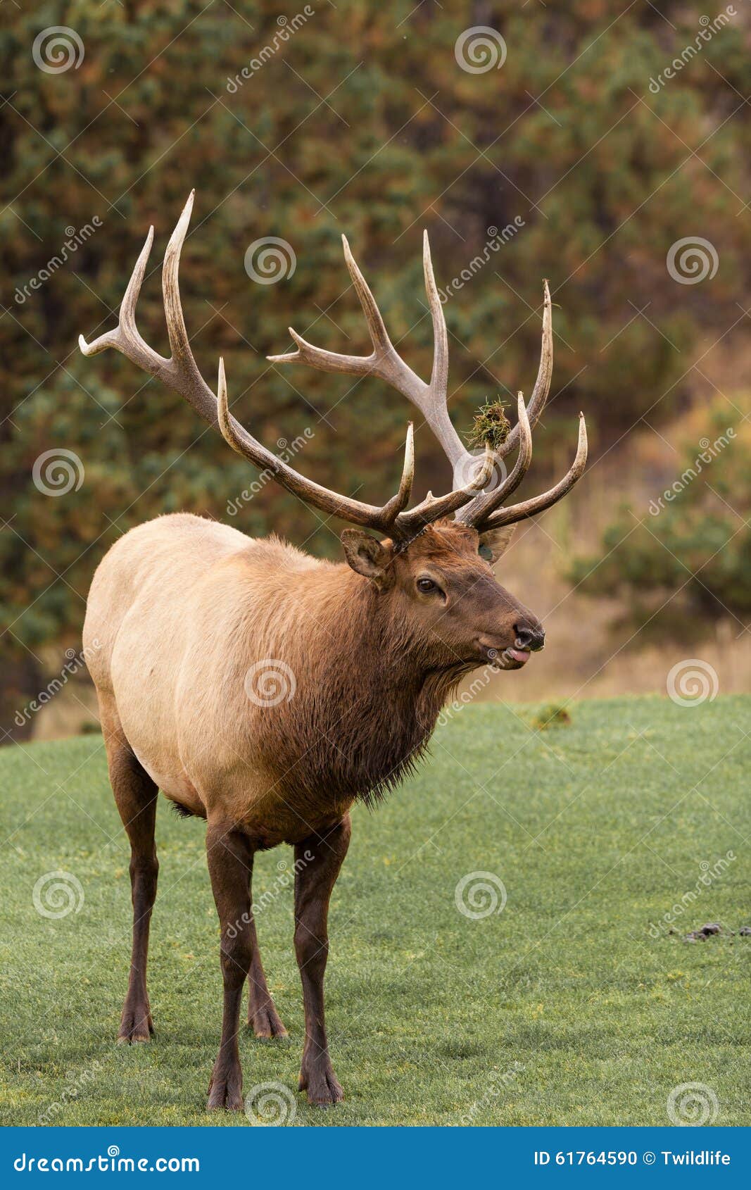 Bull Elk in the Fall Rut stock photo. Image of outdoors - 61764590