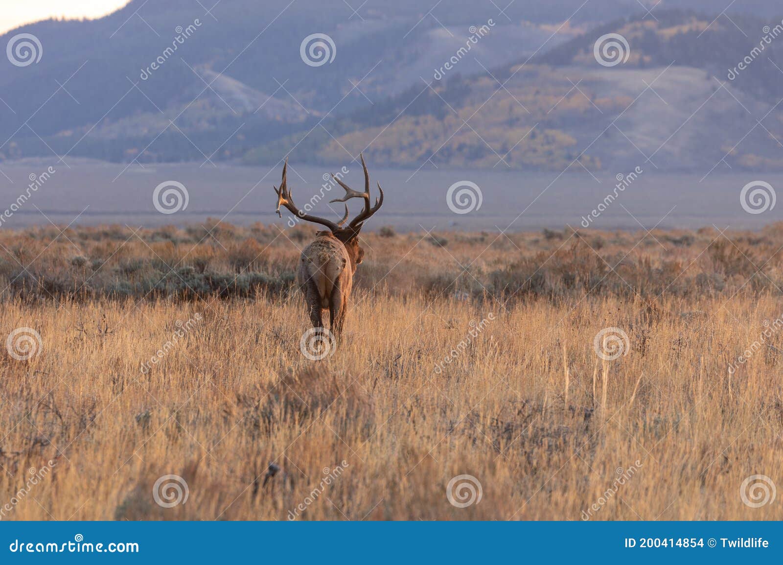 Bull Elk in Fall stock photo. Image of rutting, deer - 200414854