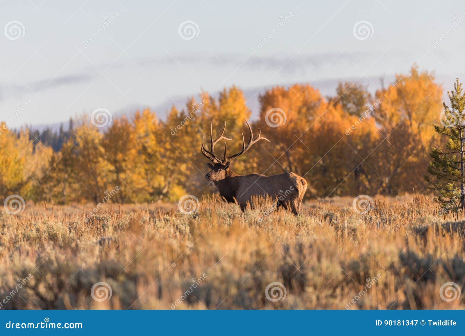 Bull Elk in Fall stock image. Image of bull, deer, grand - 90181347