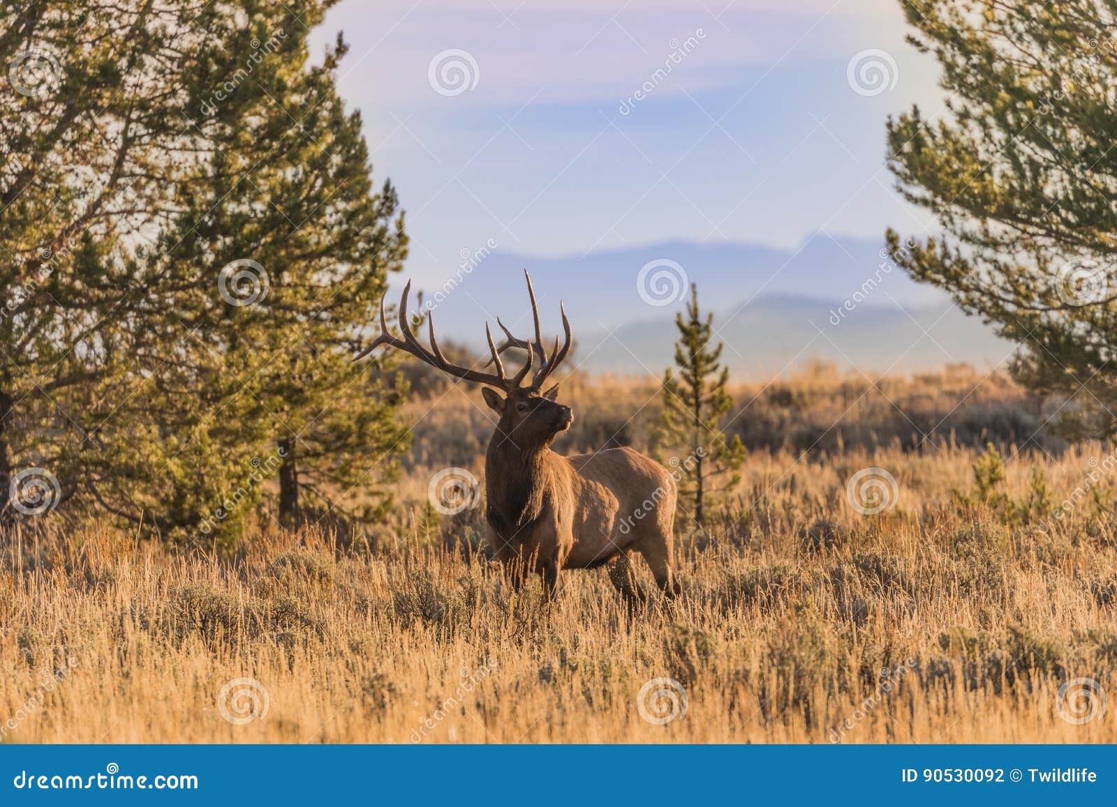 Bull Elk in Fall stock photo. Image of outdoors, animals - 90530092