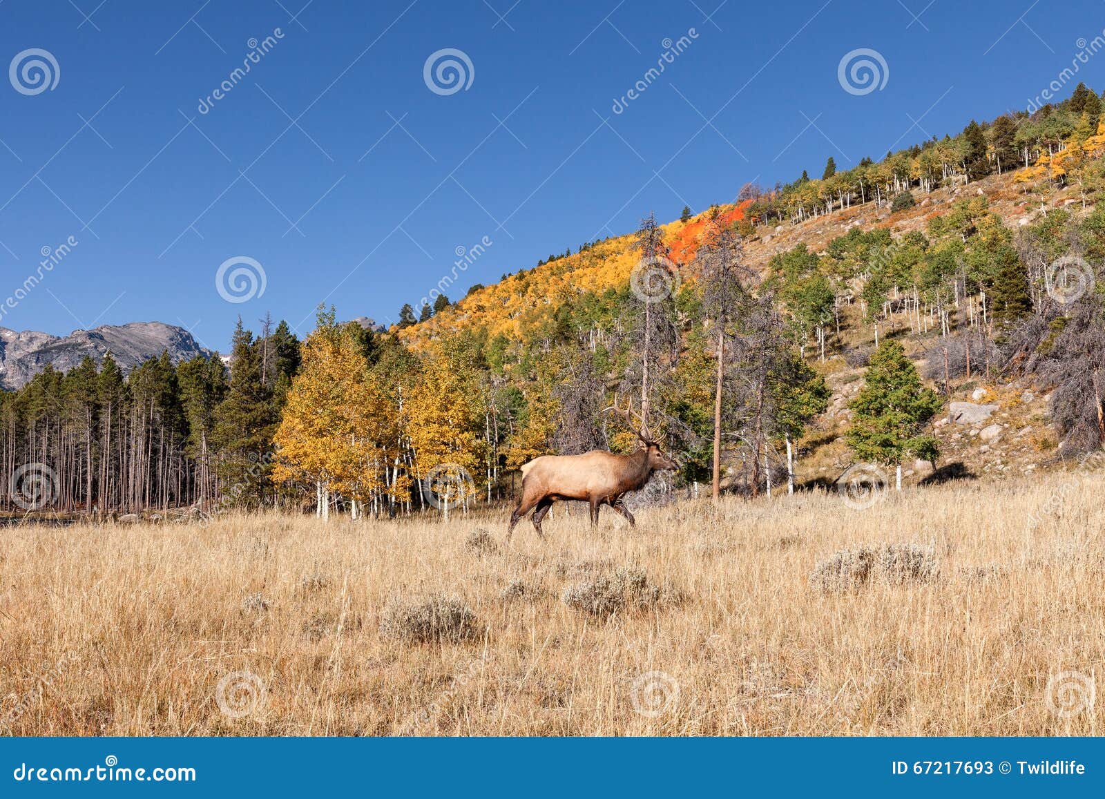 Bull Elk in Fall stock image. Image of outdoors, landscape - 67217693
