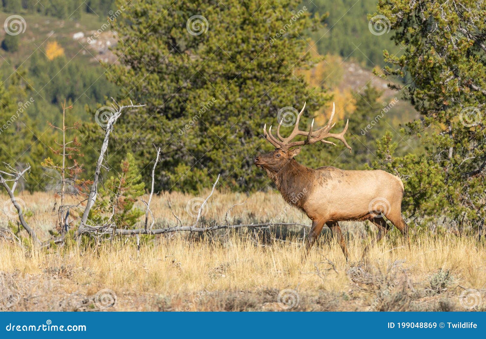 Bull Elk in Fall in Wyoming Stock Image - Image of wildlife, animal ...