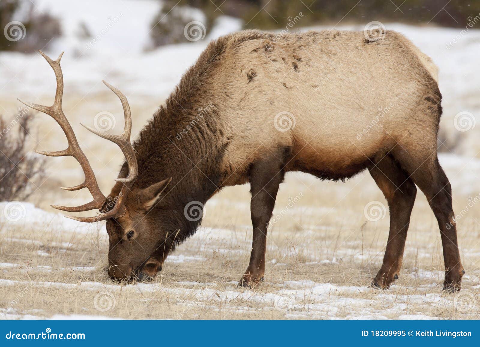 Bull Elk Feeding stock image. Image of mammal, park, antlers - 18209995