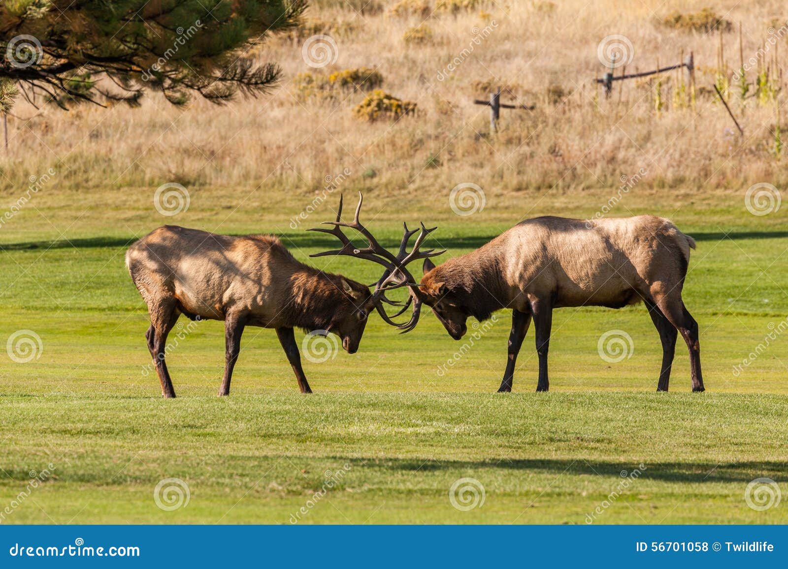 Bull Elk Fight for Dominance Stock Photo - Image of dominance, outdoors ...