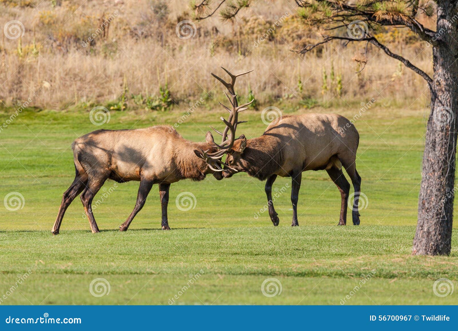 Bull Elk in Fight stock image. Image of mammal, mountains - 56700967