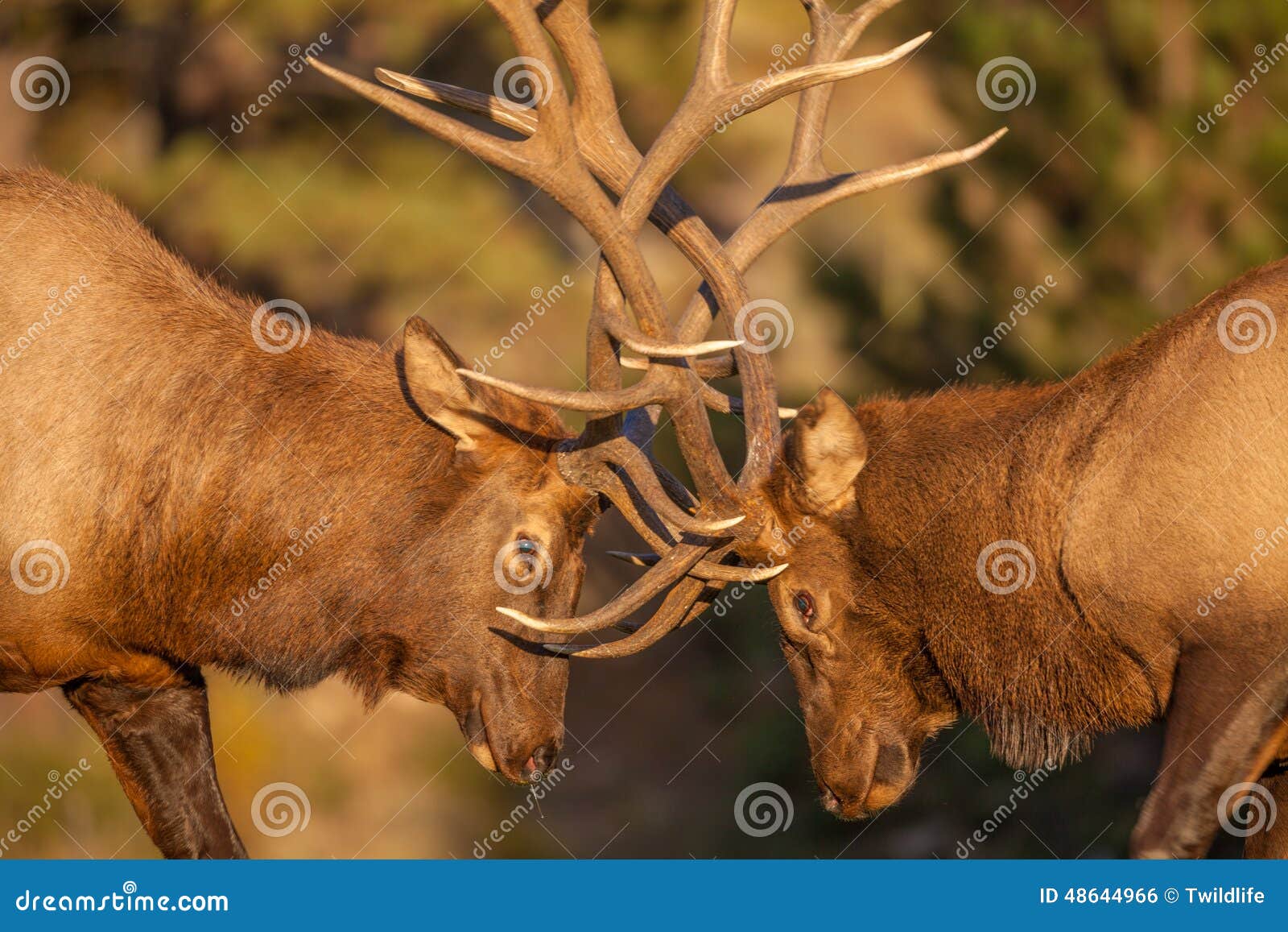 Bull Elk Fighting Close Up stock photo. Image of dominance - 48644966