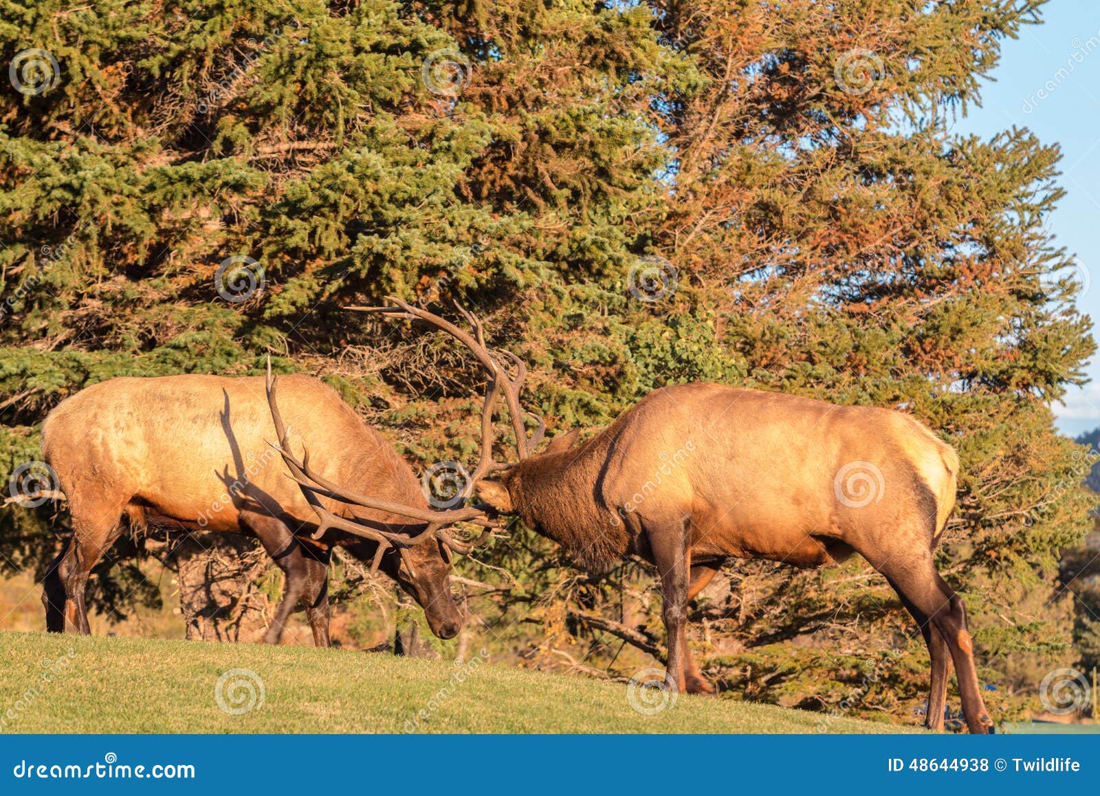 Bull Elk Fighting stock photo. Image of wildlife, wapiti - 48644938