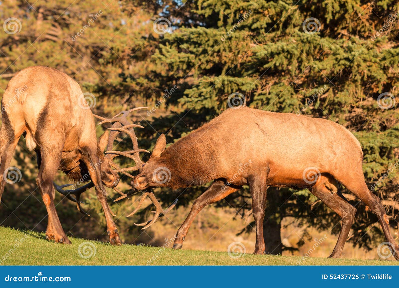 Bull Elk Fighting stock photo. Image of outdoors, colorado - 52437726