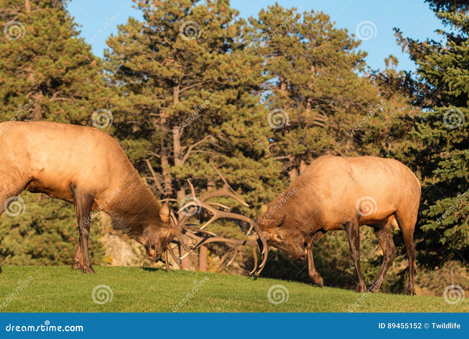 Bull Elk Fighting stock photo. Image of colorado, animals - 89455152
