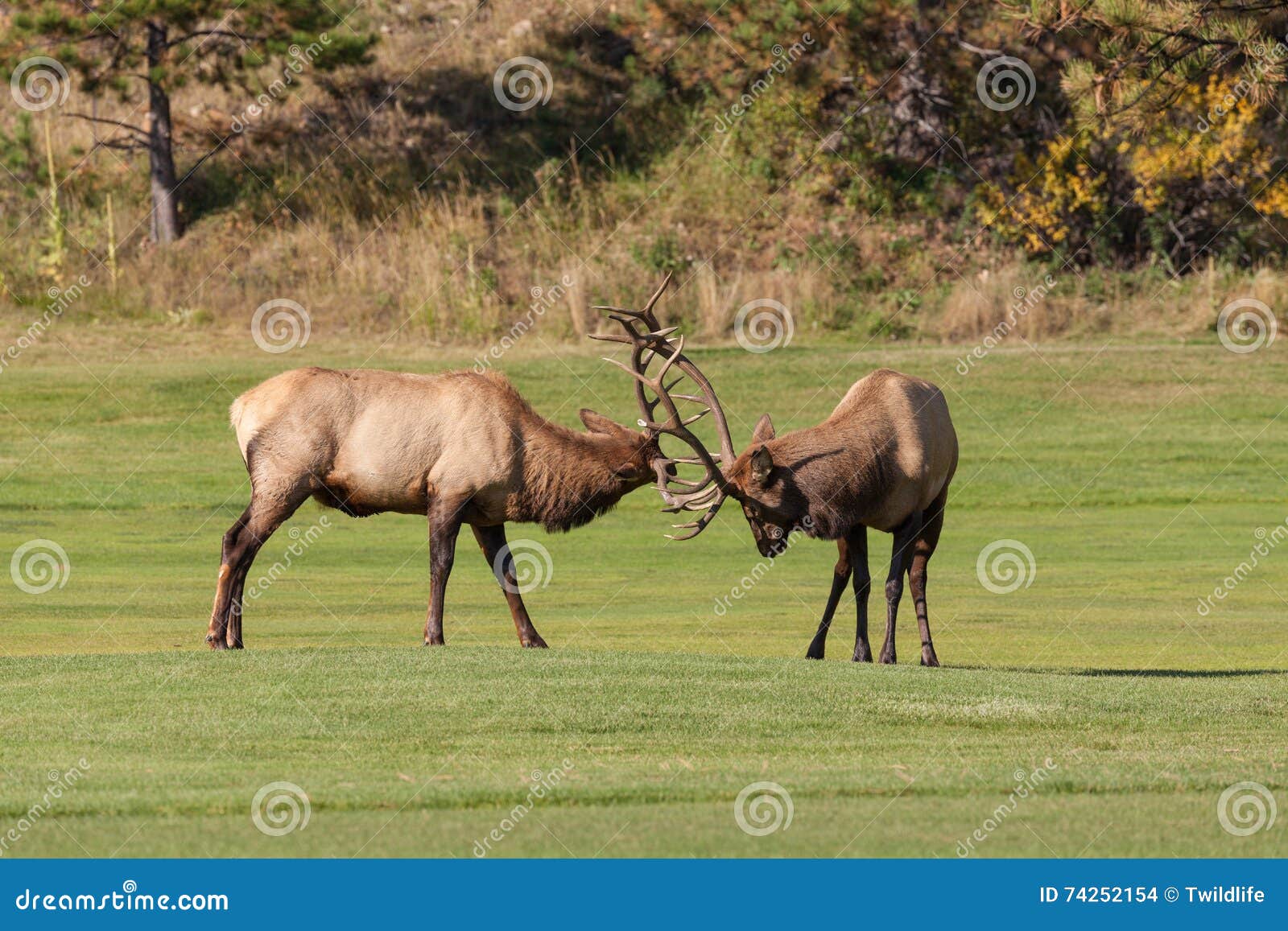 Bull Elk Fighting stock photo. Image of animal, nature - 74252154