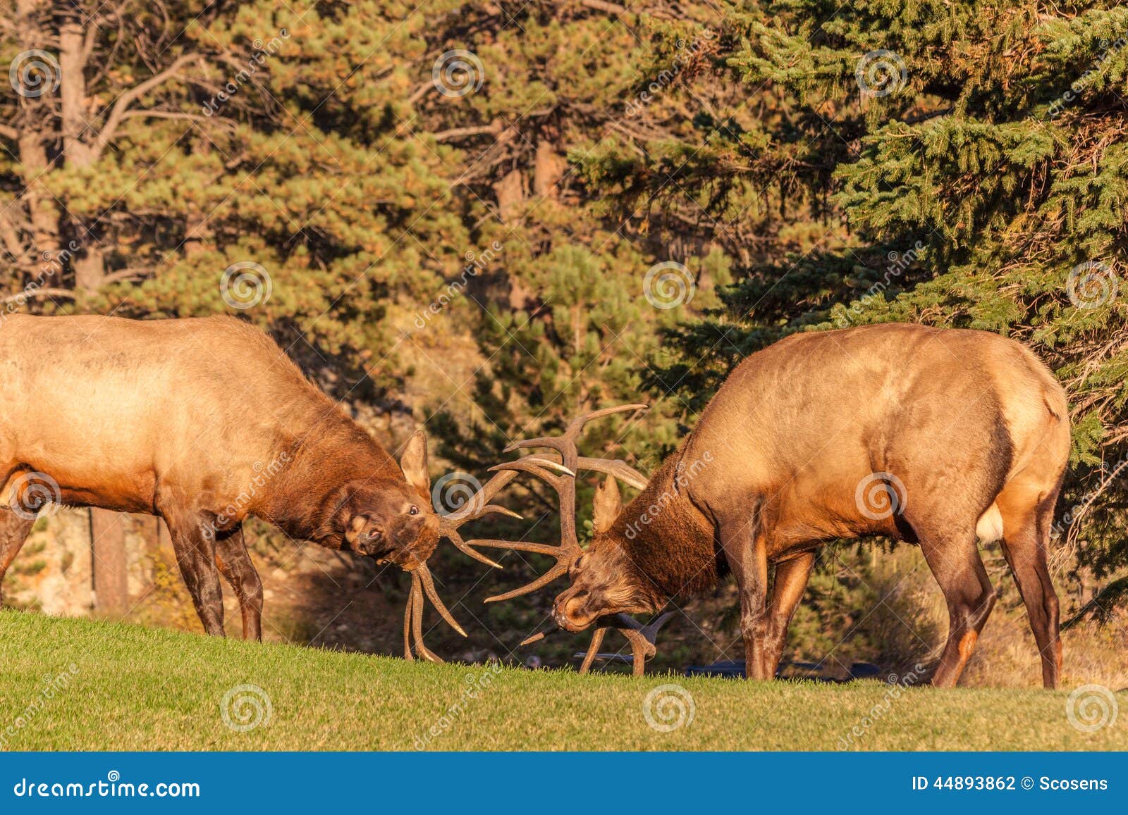 Bull Elk Fighting stock photo. Image of meadow, wildlife - 44893862
