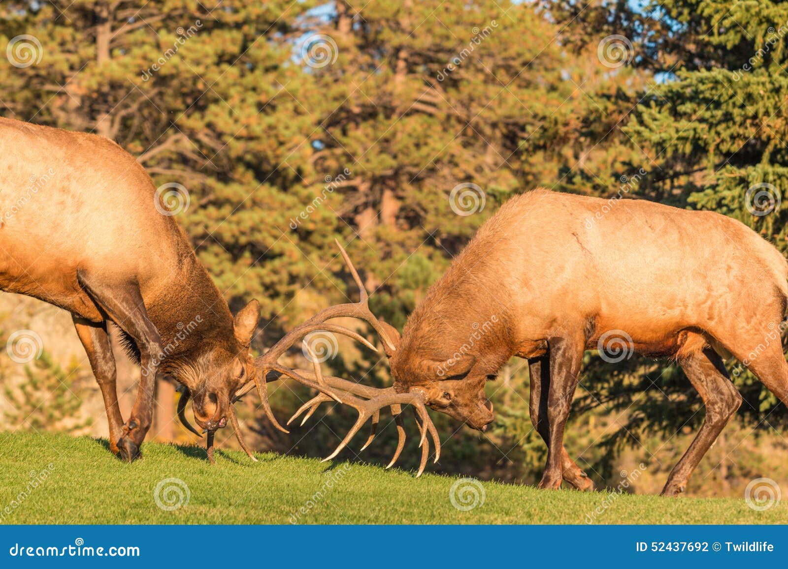 Bull Elk Fighting stock photo. Image of antlers, fall - 52437692