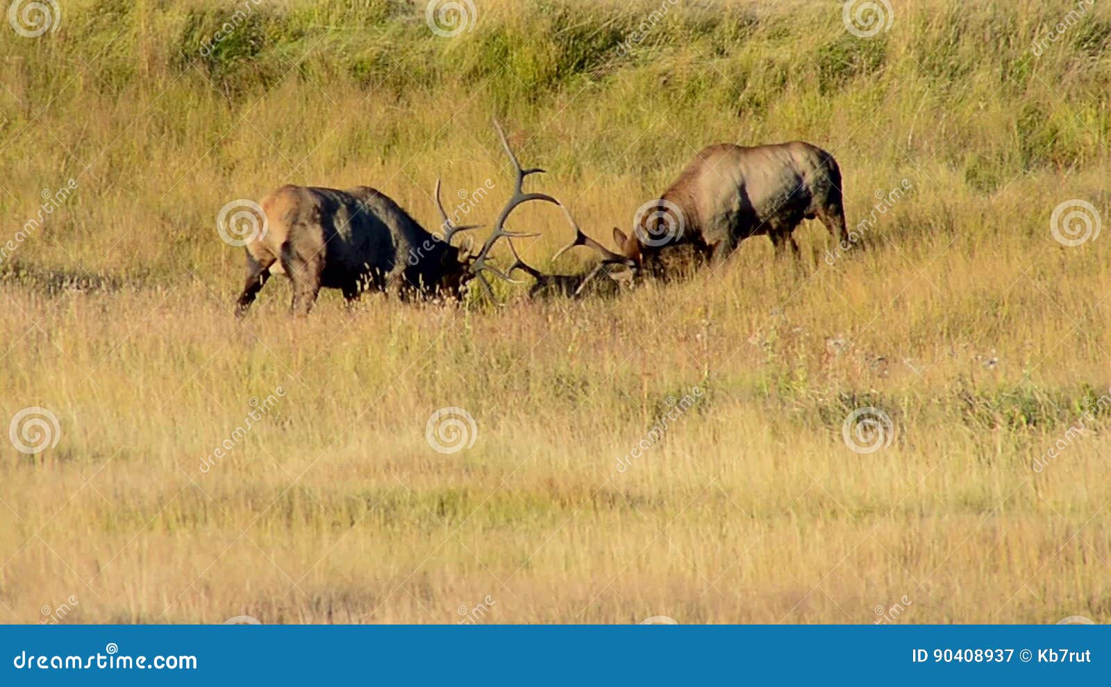 Bull Elk Fighting stock video. Video of aggression, rocky - 90408937