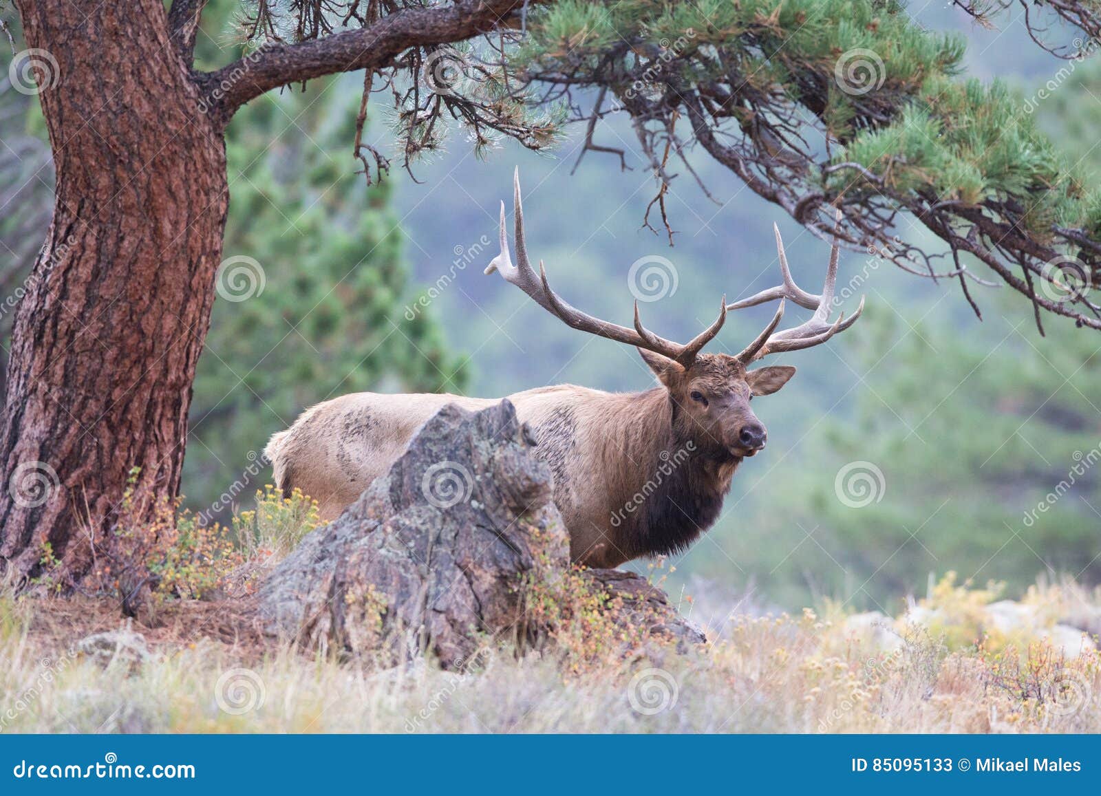 Bull elk by fir tree stock image. Image of deer, calling - 85095133