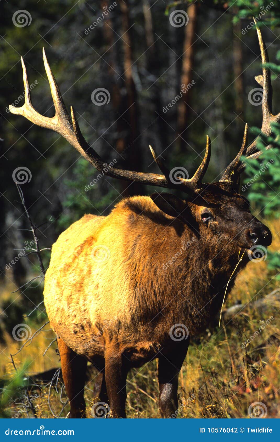 Bull Elk in Forest stock photo. Image of game, nature - 10576042