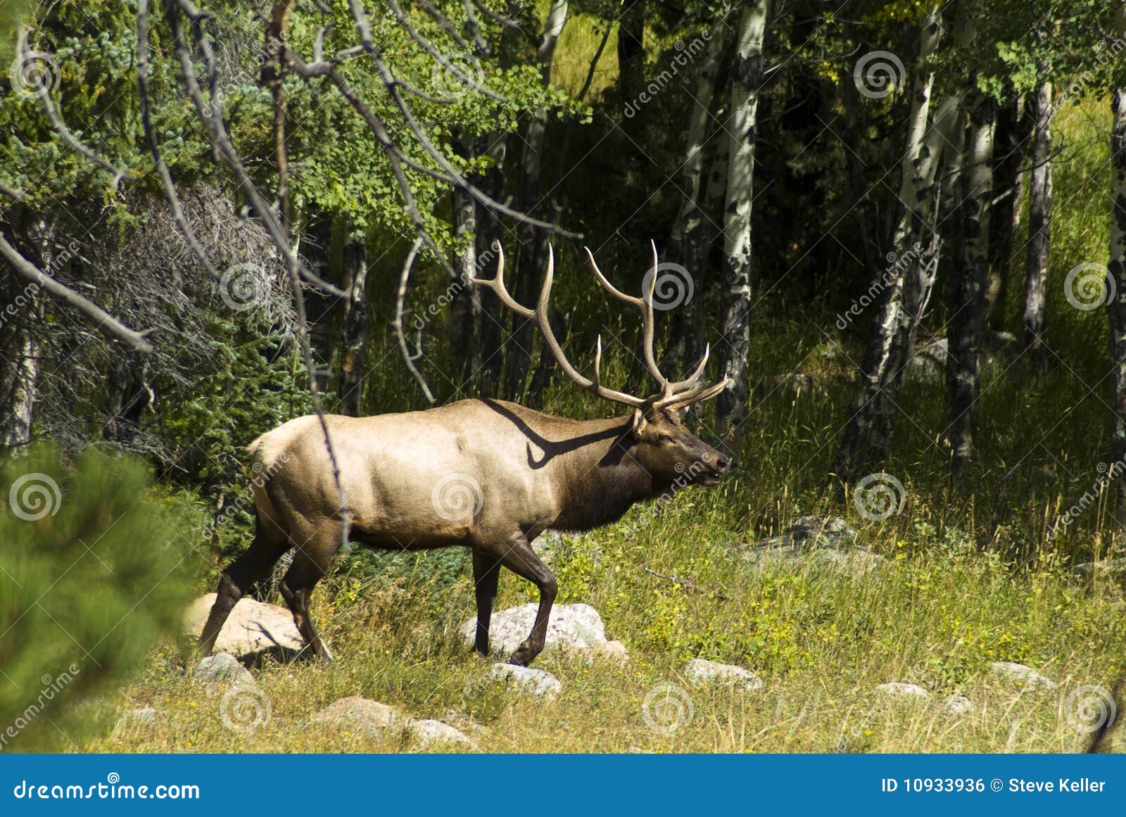 Bull elk in forest stock photo. Image of mountain, rocky - 10933936