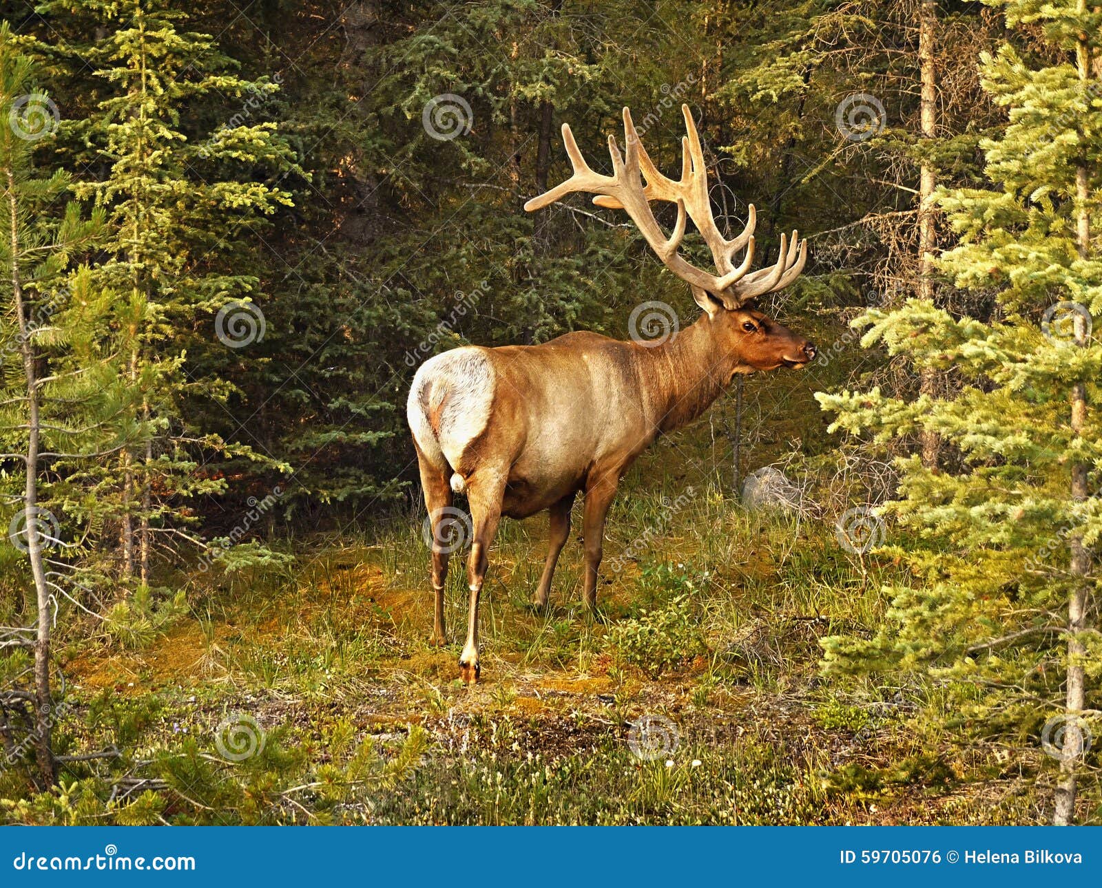 Bull Elk in forest stock photo. Image of antlers, bull - 59705076