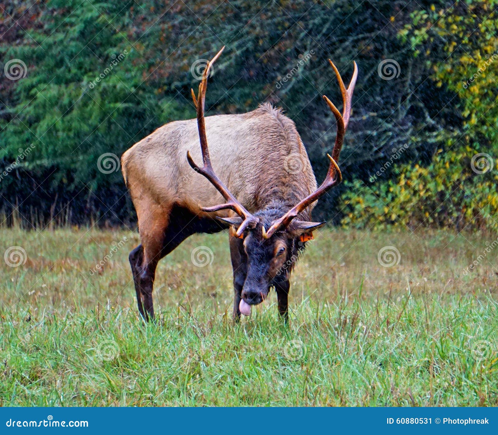 Bull elk grazing stock image. Image of bull, looking - 60880531