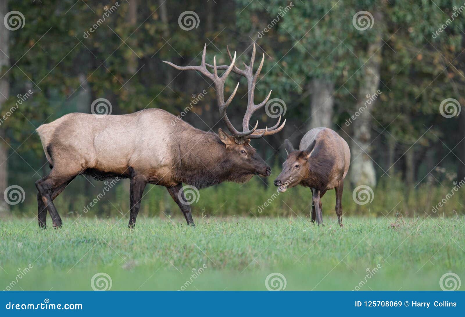 Elk in the Meadow stock image. Image of face, nose, grass - 125708069