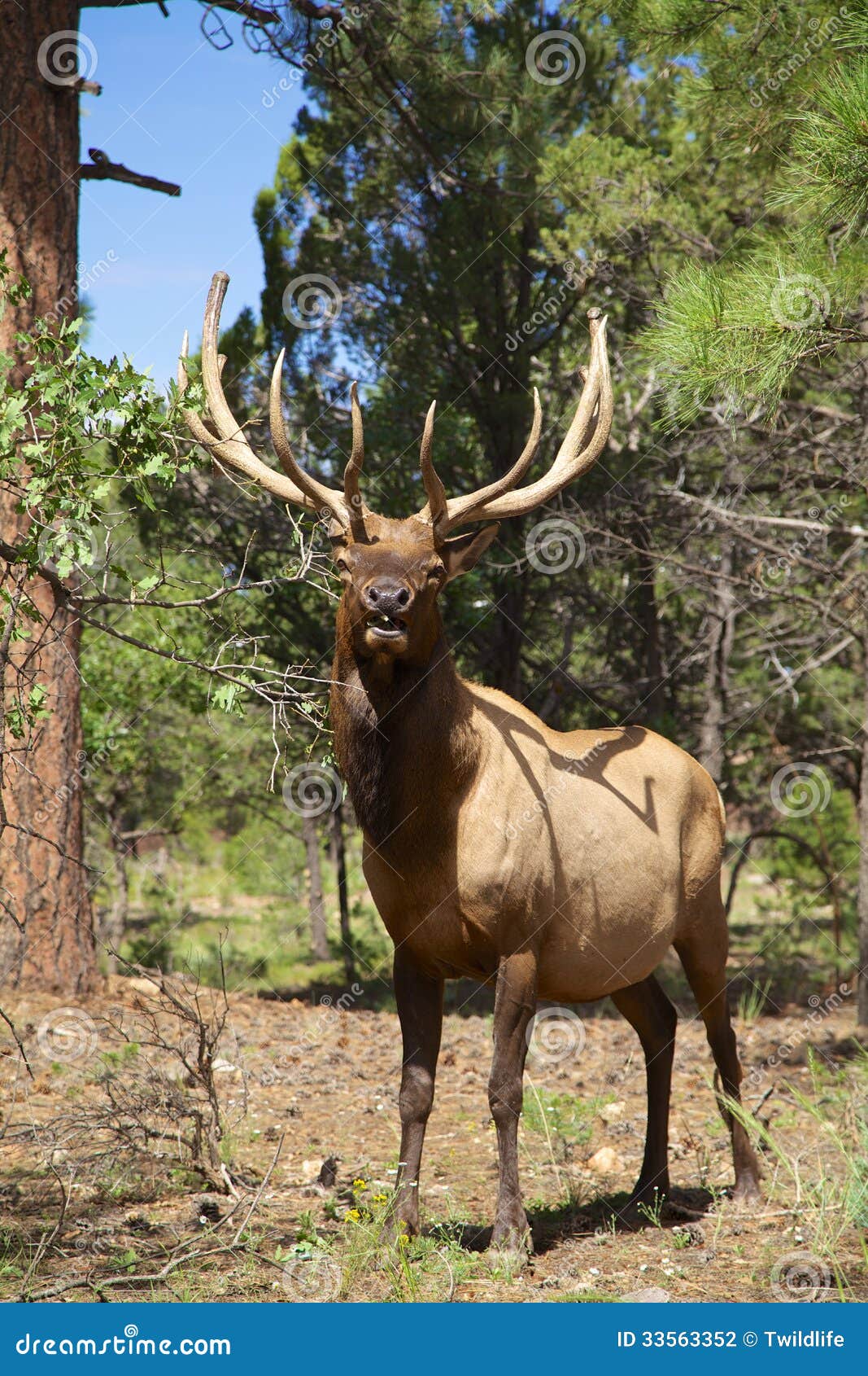 Bull Elk Head on stock photo. Image of animal, wild, antlers - 33563352