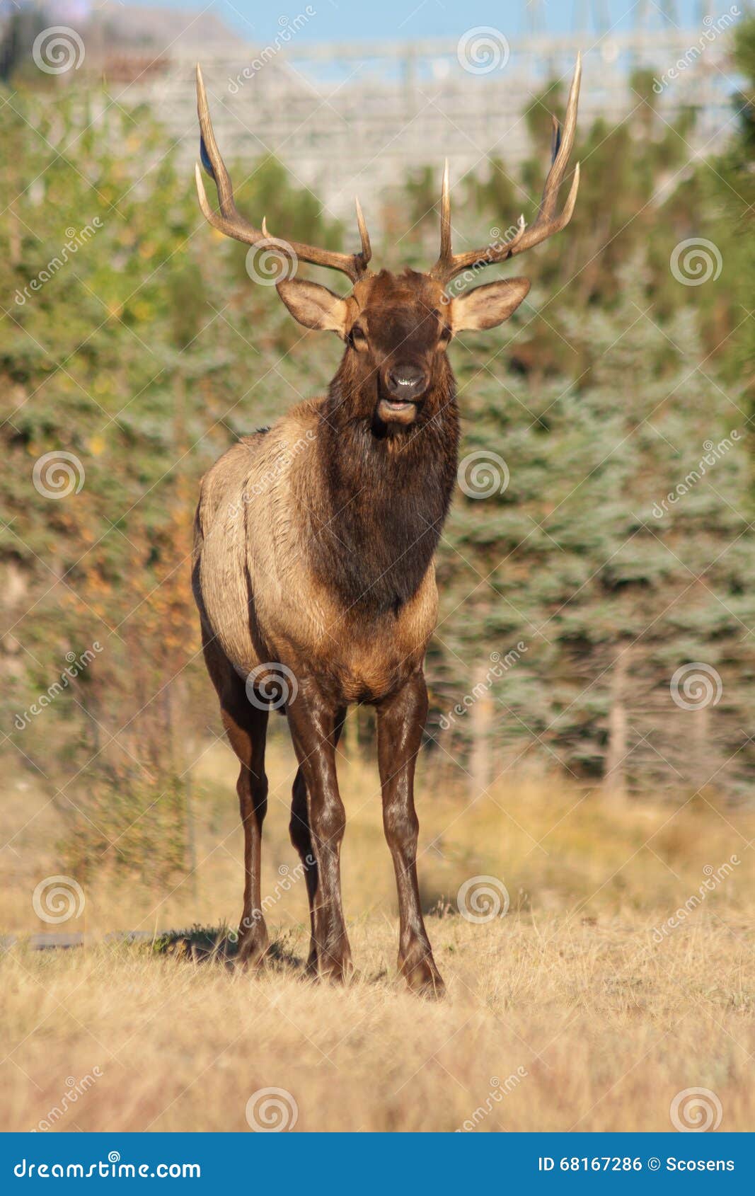 Bull Elk Head on stock photo. Image of animal, outdoors - 68167286