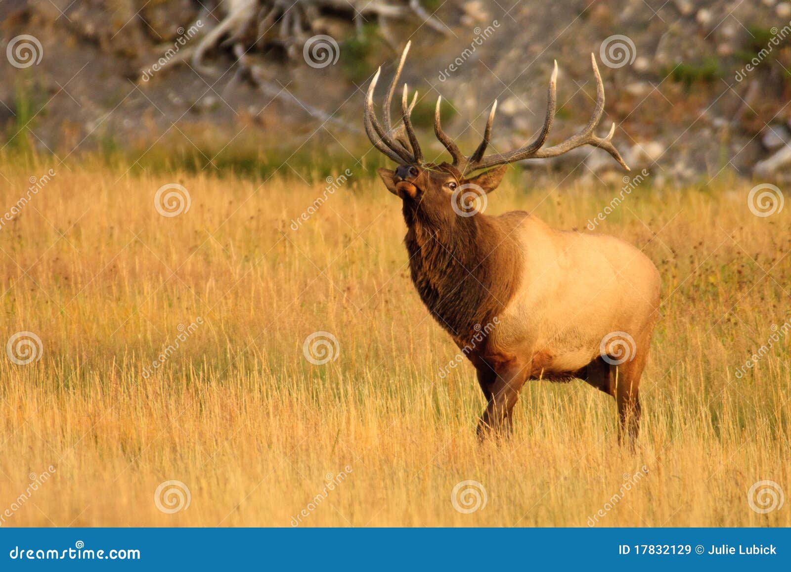 Bull Elk with Head Tilted Back Stock Image - Image of large, grass ...