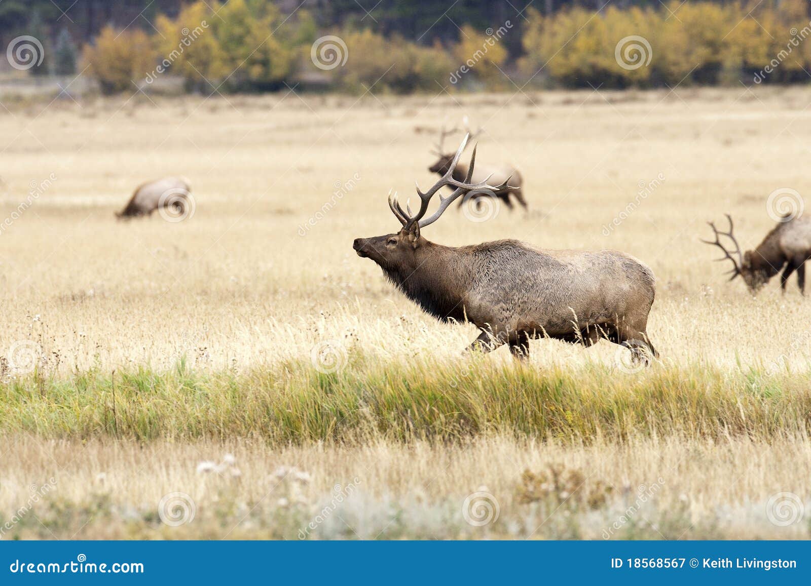Bull Elk and Herd stock image. Image of rutting, antlers - 18568567