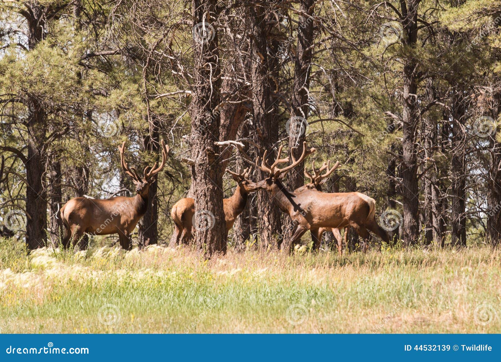 Bull Elk Herd in Velvet stock image. Image of arizona - 44532139