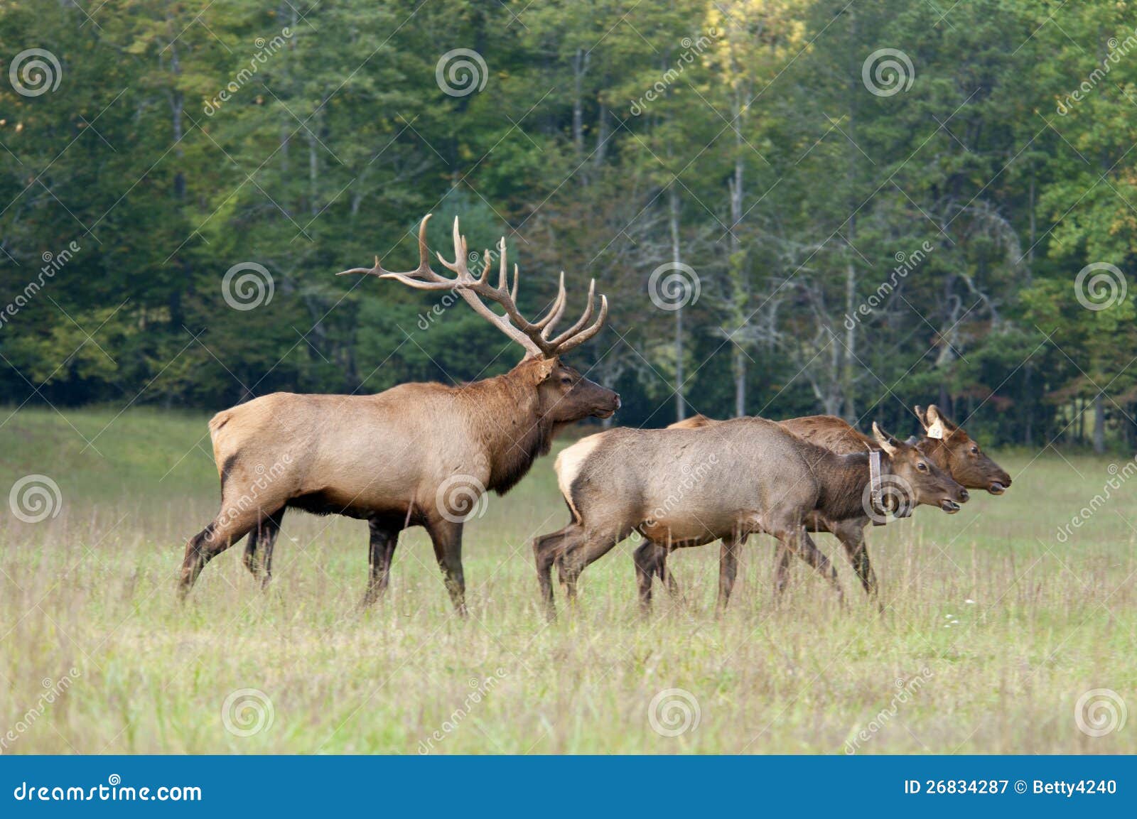 Bull Elk Herding 2 Females. Stock Image - Image of elaphus, bull: 26834287