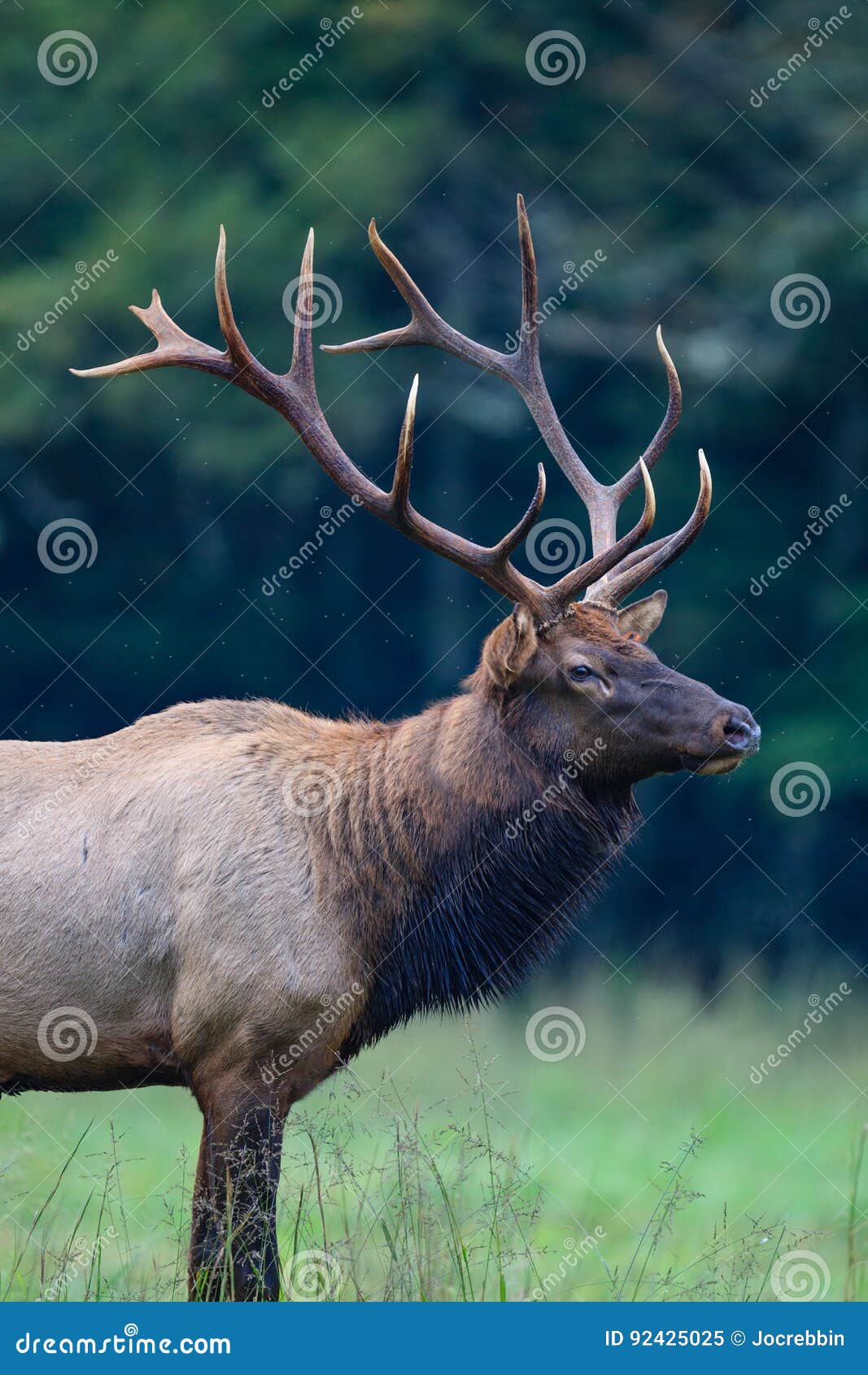 Bull elk with huge antlers stock image. Image of colorado - 92425025