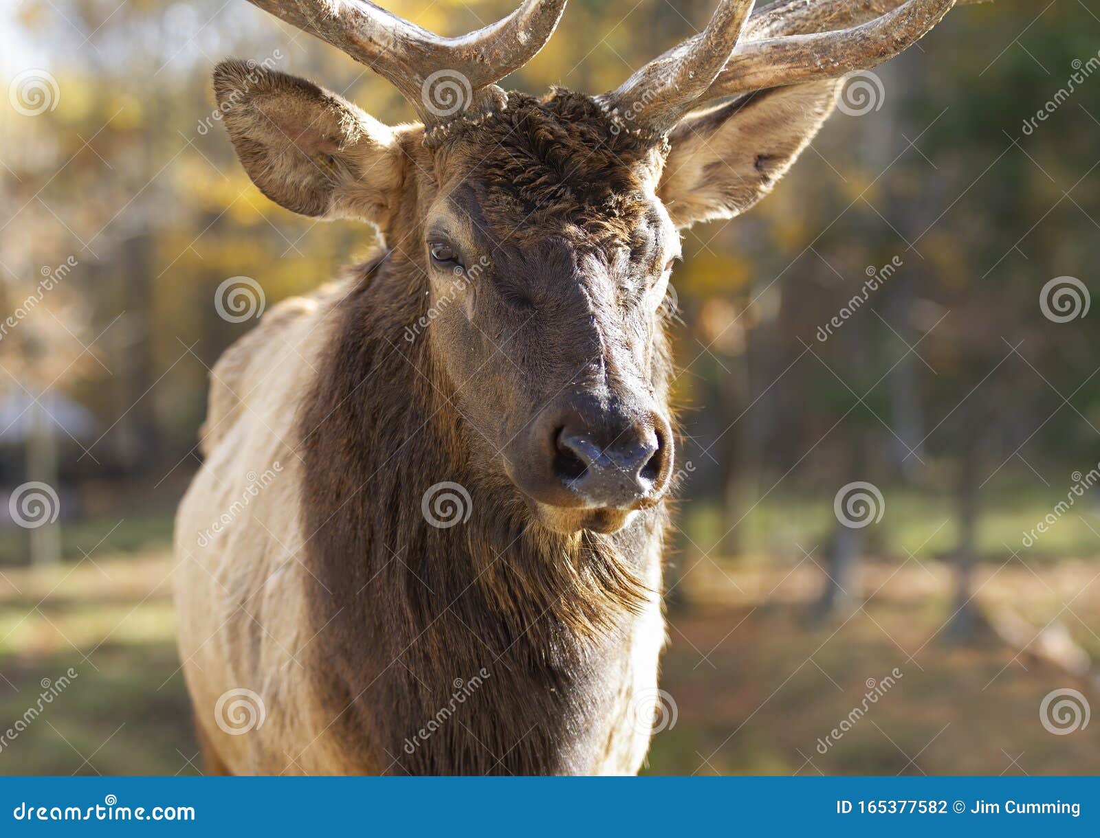 A Bull Elk Isolated Walking in the Spring Forest in Canada Stock Photo ...
