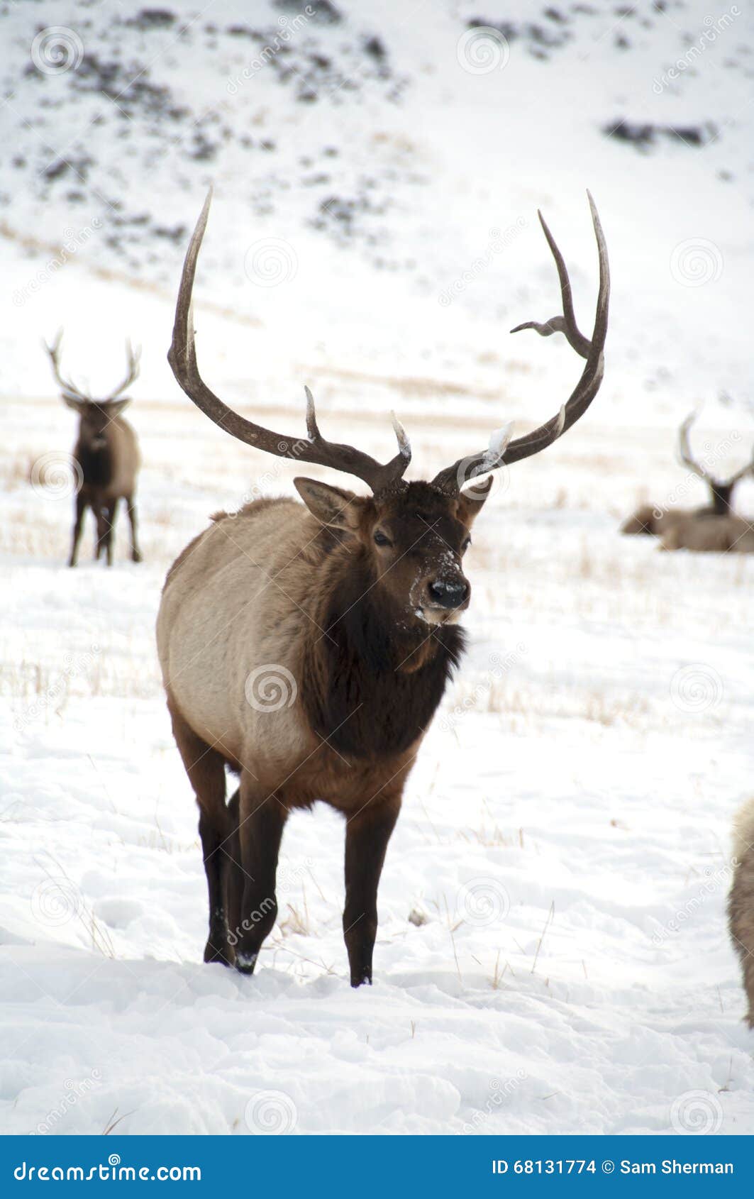 Bull Elk with Large Antlers Standing Stock Photo - Image of icicles ...