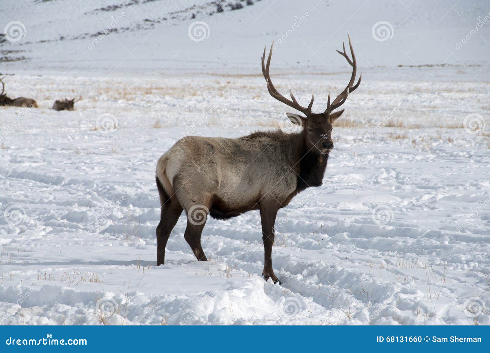 Bull Elk with Large Antlers Standing in Snow Stock Photo - Image of ...