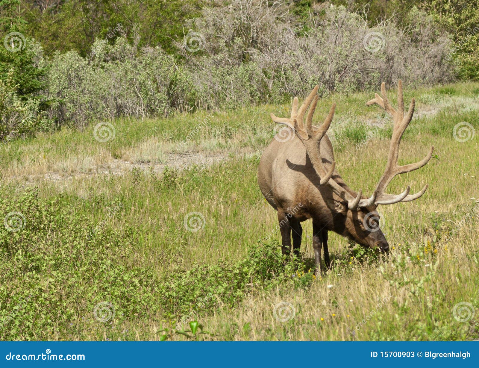 Bull Elk with Large Rack stock image. Image of trophy - 15700903