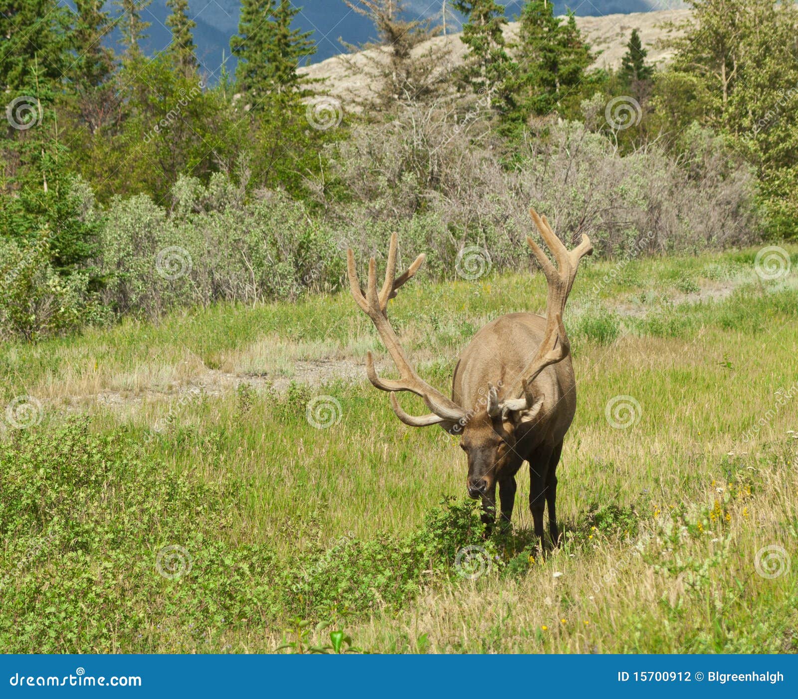 Bull Elk with Large Rack stock photo. Image of deer, bull - 15700912