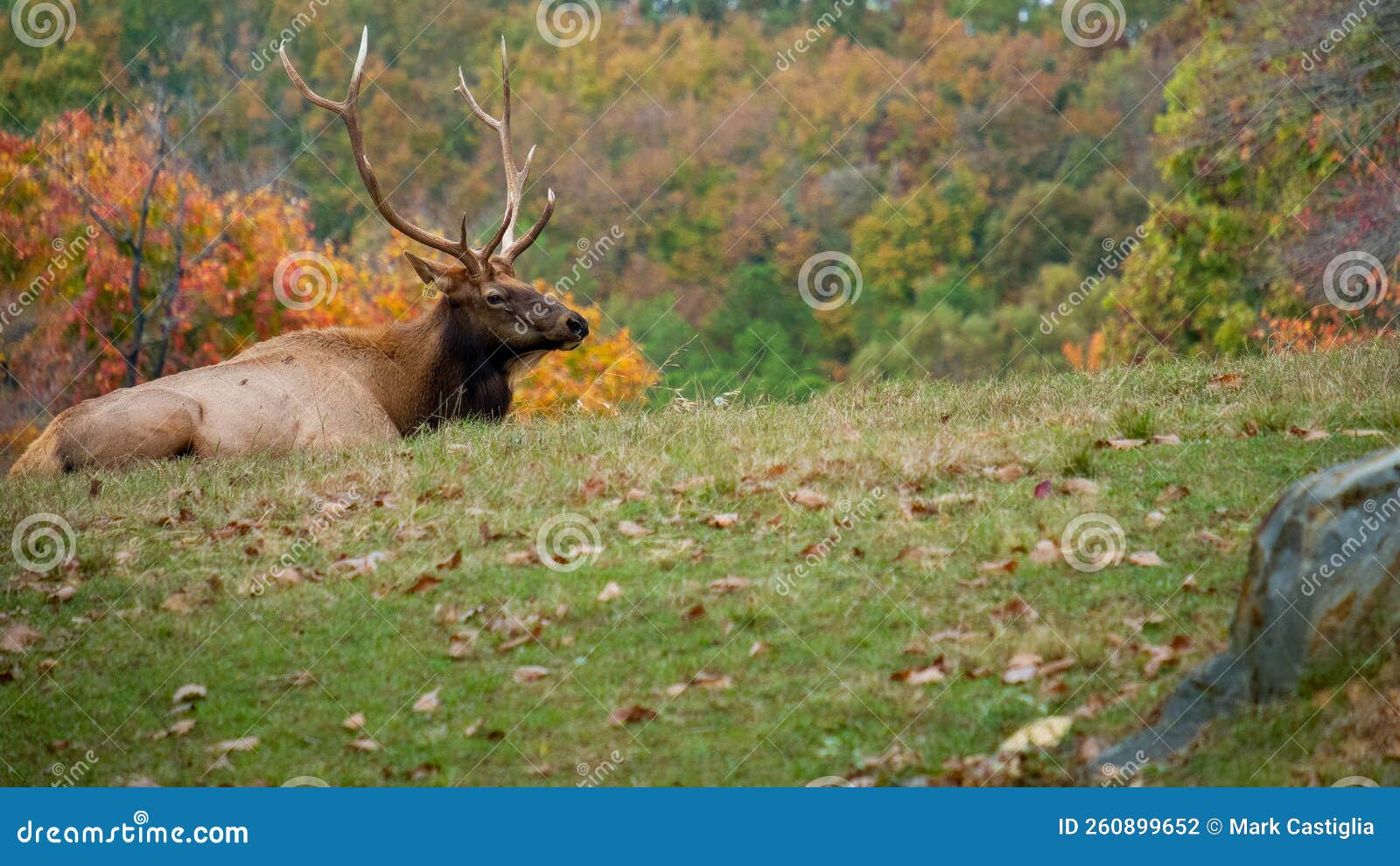 Bull Elk Laying Down in Grass with Fall Leaves in Background Stock ...