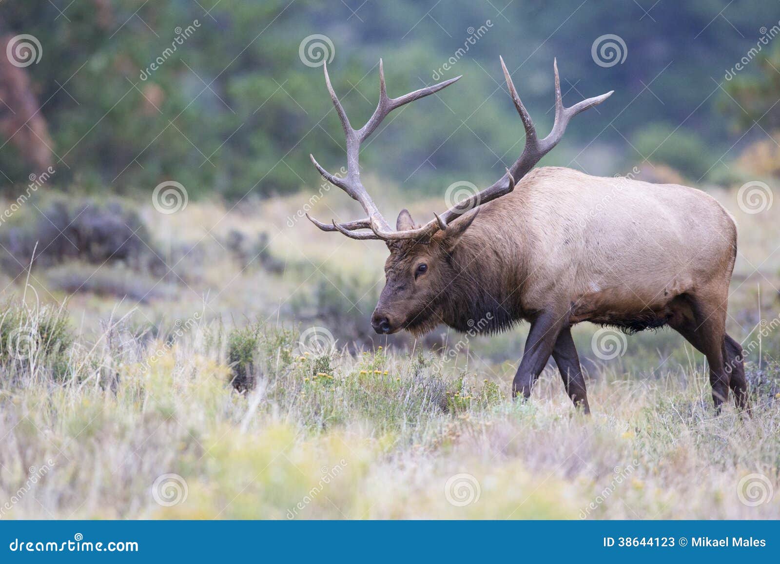 Bull Elk Looking for Female Stock Image - Image of bugling, mountain ...