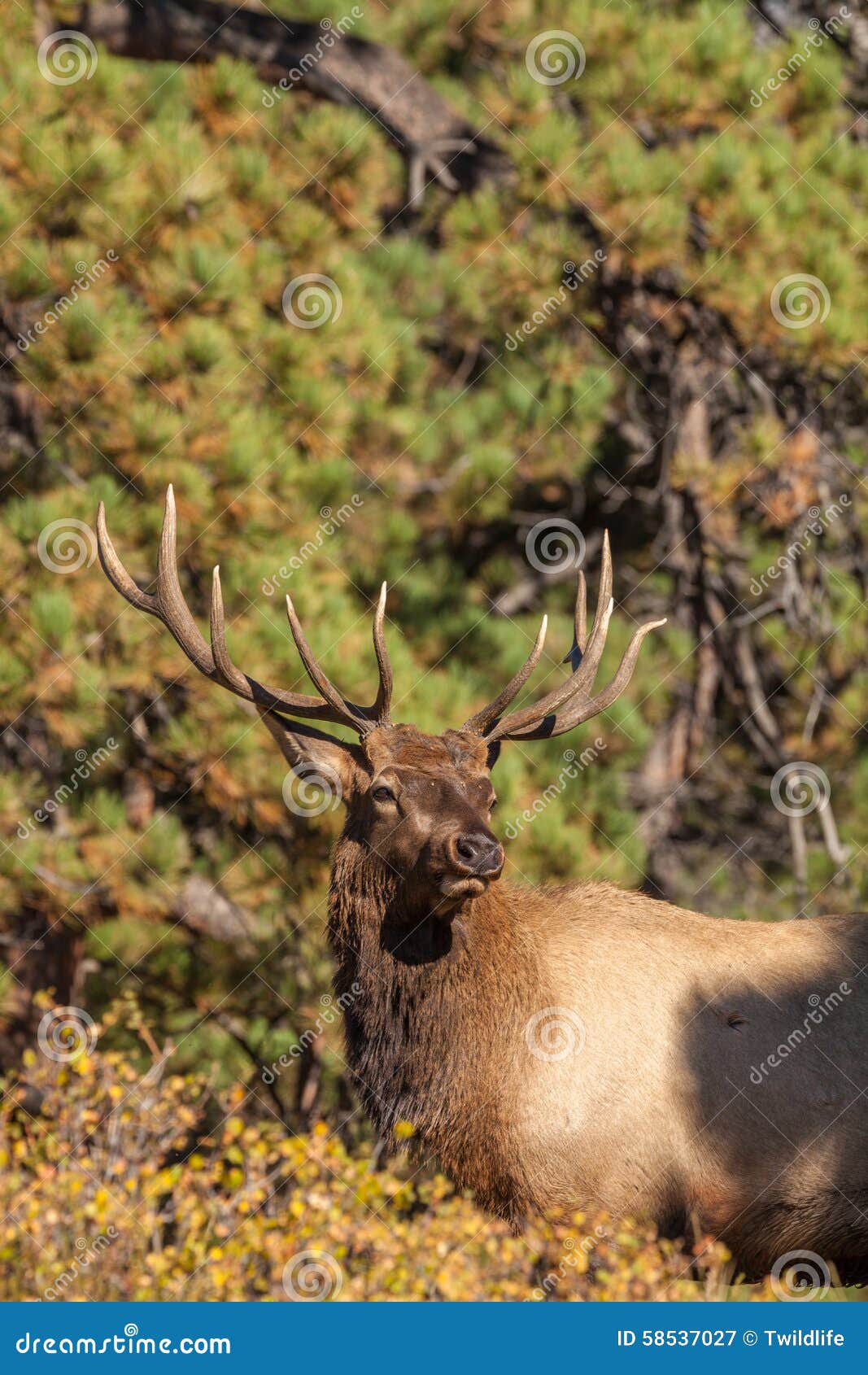 Bull Elk Looking Head on stock image. Image of bull, male - 58537027