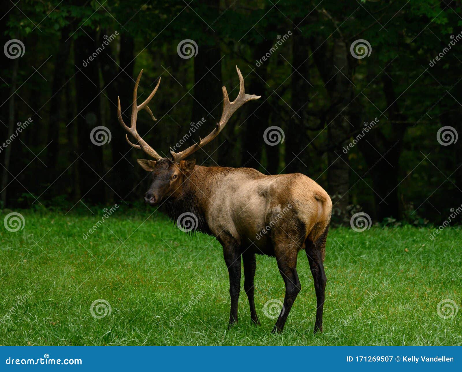 Bull Elk Looks Back at Camera Stock Image - Image of nature, landscape ...