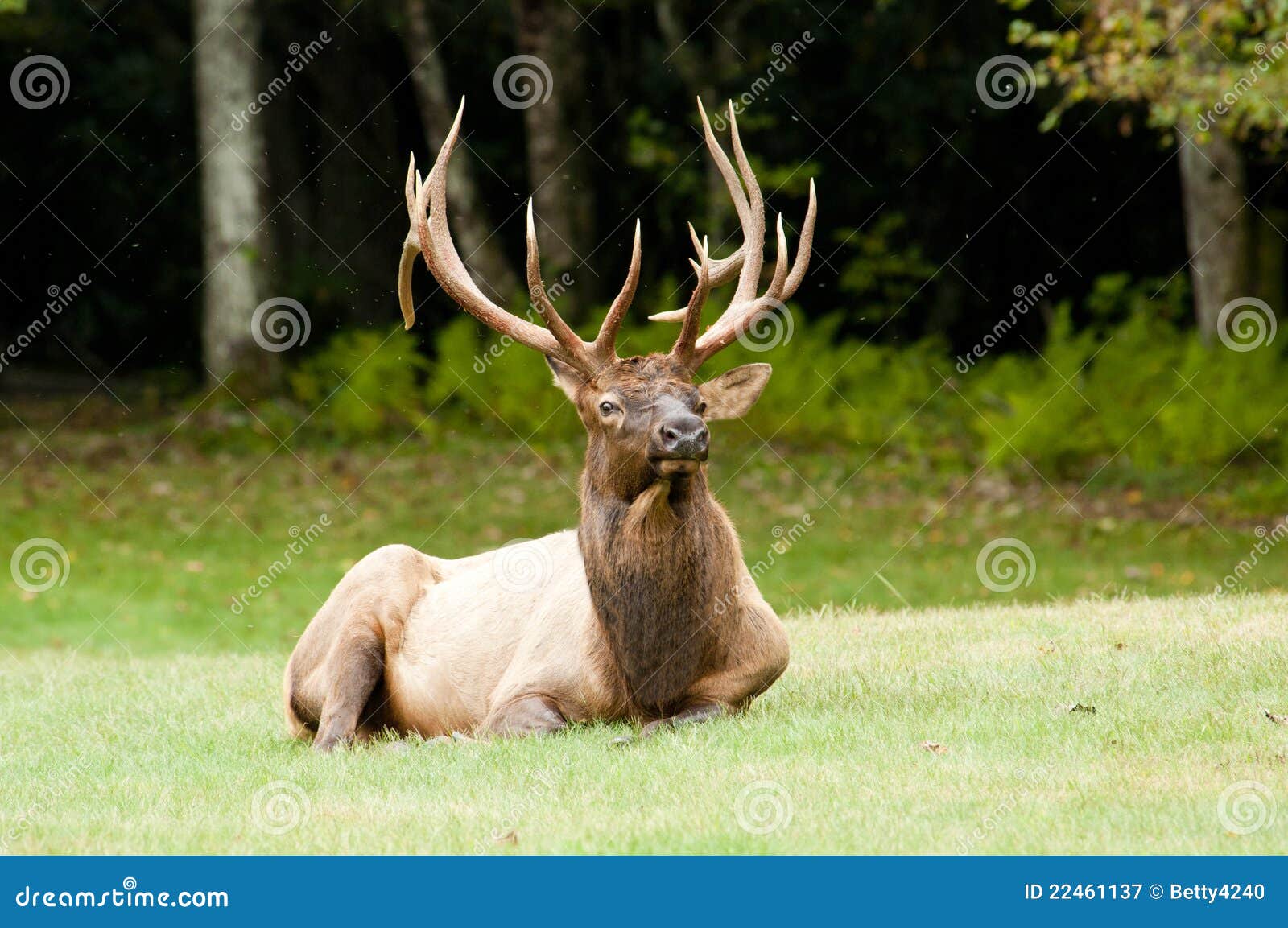 Bull elk lying in grass stock image. Image of harem, bull - 22461137