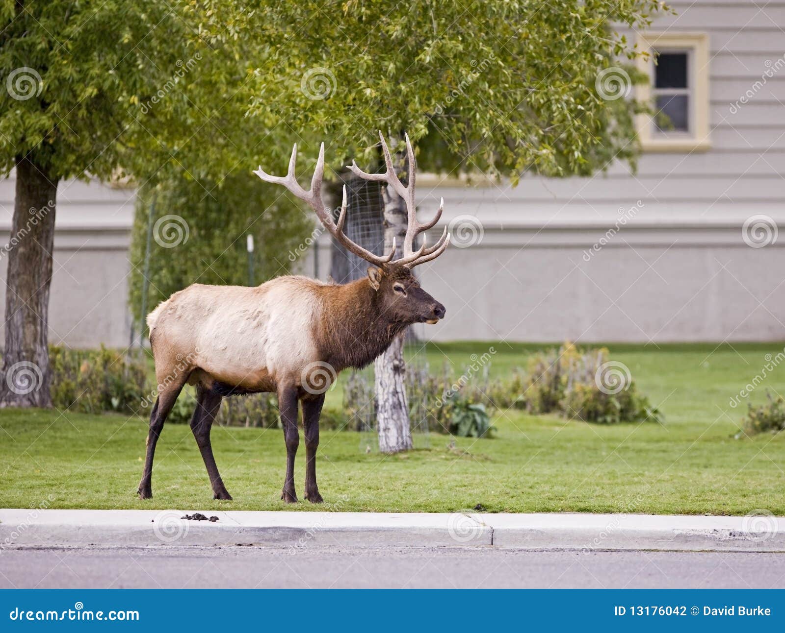 Bull Elk in Mammoth Hot Springs Yellowstone Park Stock Photo - Image of ...