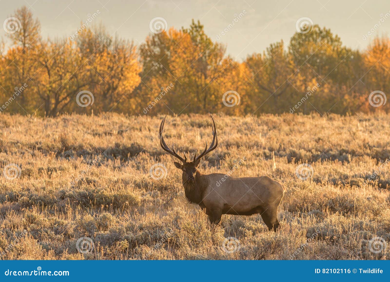 Bull Elk in Meadow in Fall stock photo. Image of fall - 82102116