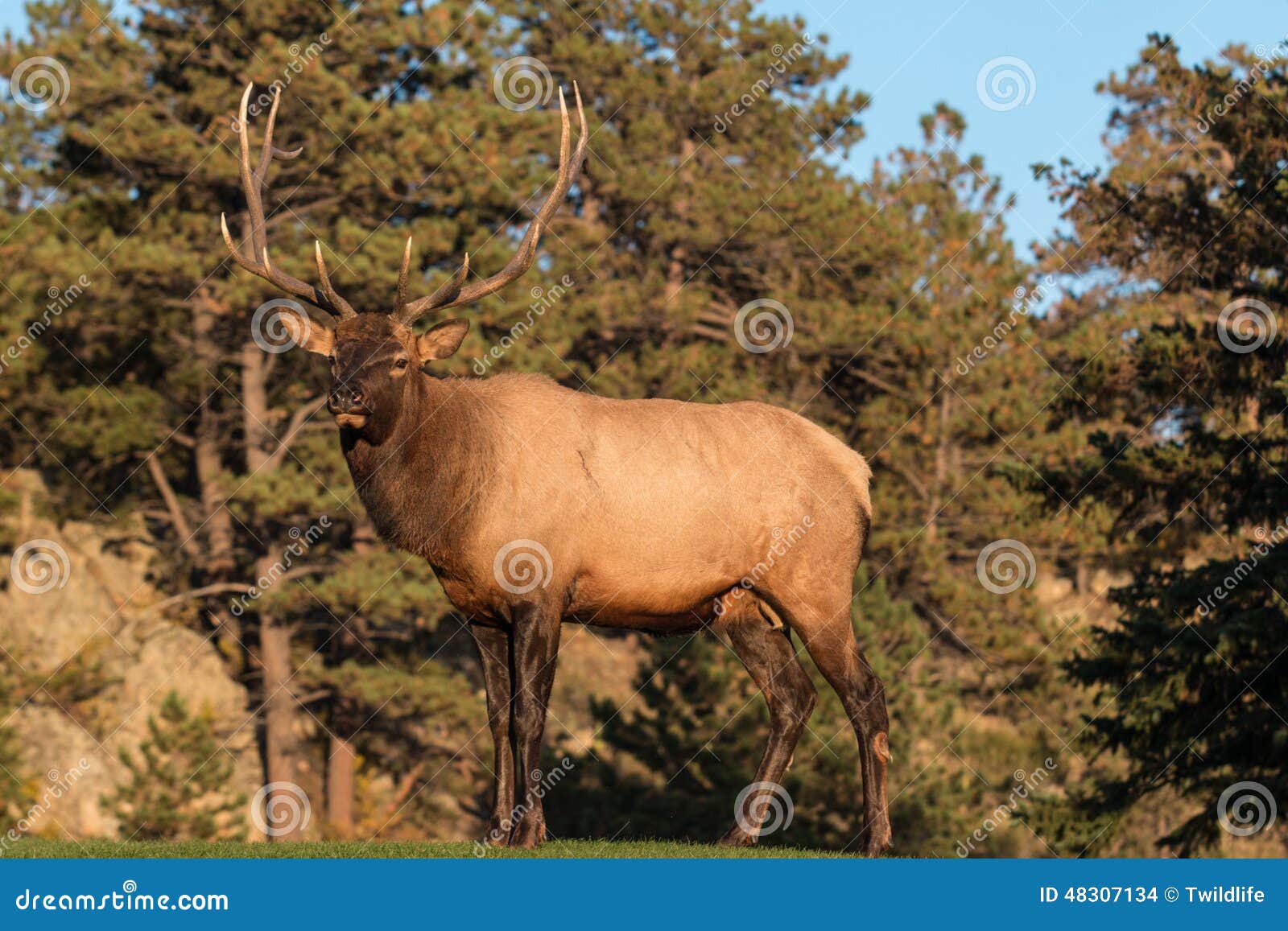 Bull Elk Standing Broadside Stock Photos - Free & Royalty-Free Stock ...