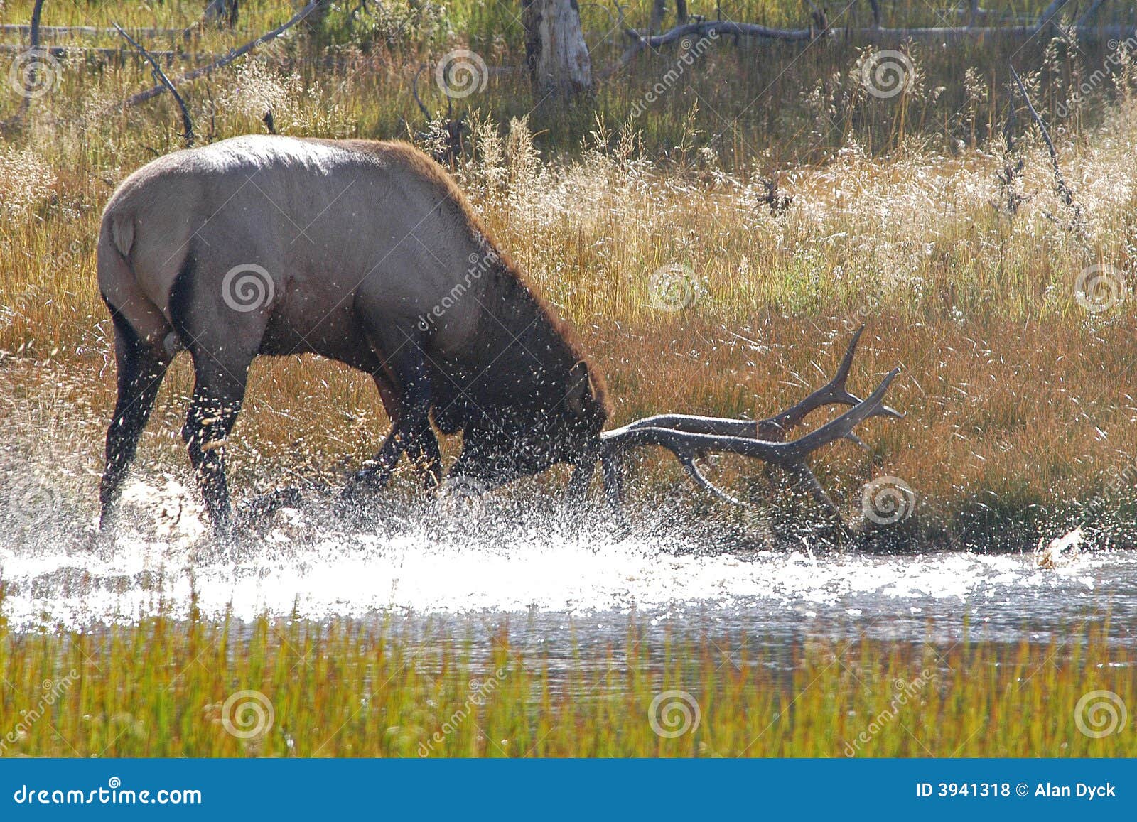 Bull Elk Pawing Water in Rut Stock Photo - Image of antlers, bull: 3941318