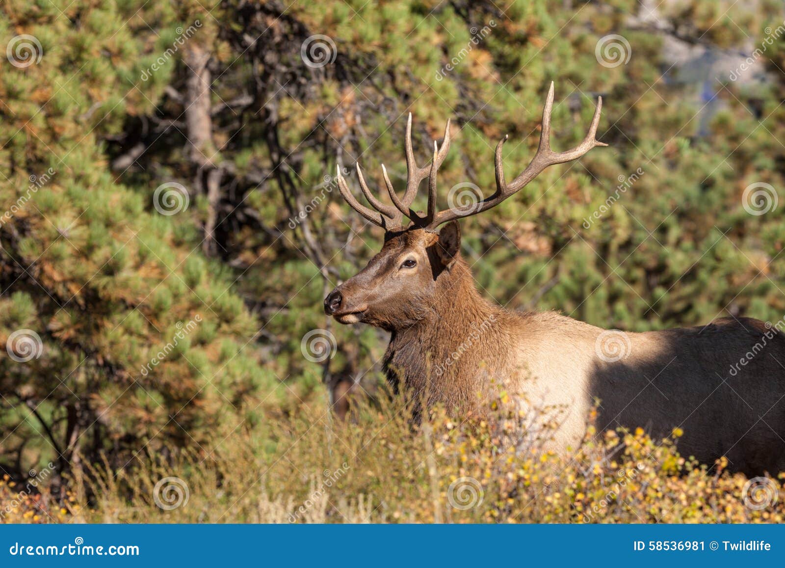 Bull Elk in Pines stock image. Image of mountains, nature - 58536981